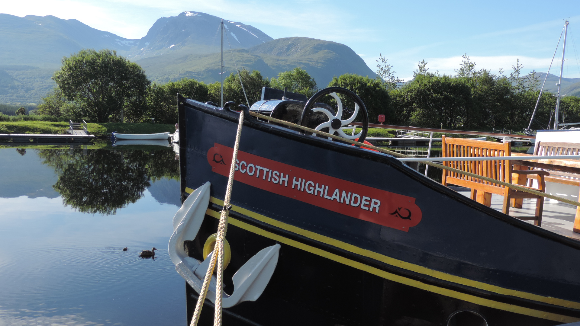 Scottish Highlander - Toujours France